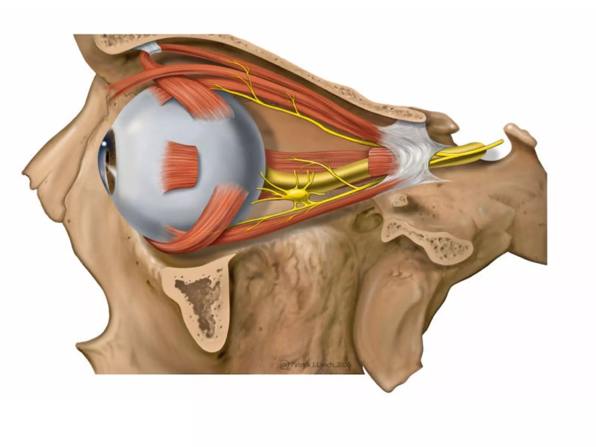 Bony Orbit Eyeball Ppt Ppt