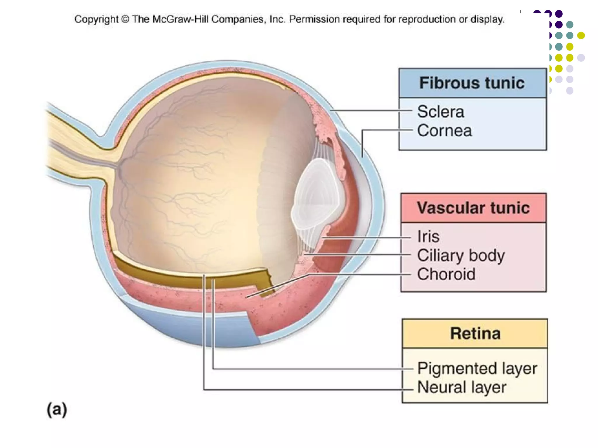 Bony Orbit_ eyeball ppt | PPT