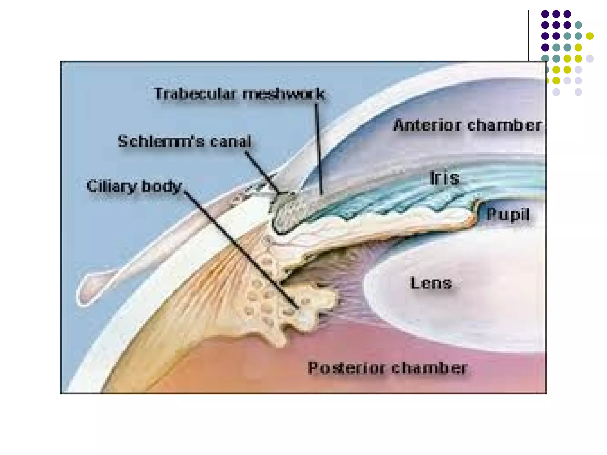 Bony Orbit Eyeball Ppt Ppt