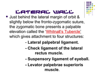 Bony Orbit_ eyeball ppt | PPT