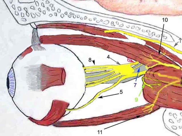 Bony Orbit_ eyeball ppt | PPT