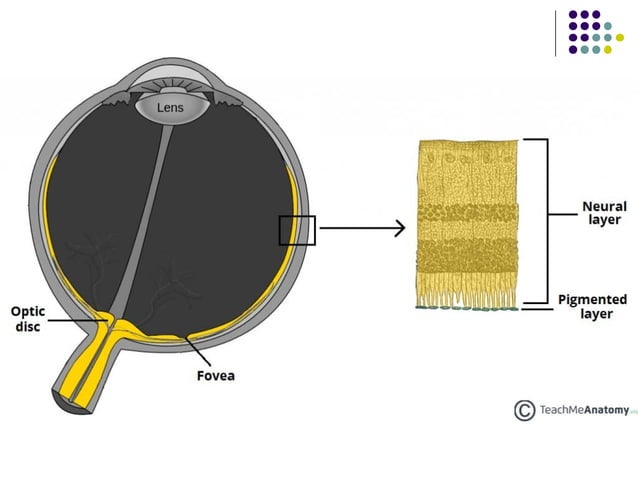 Bony Orbit_ eyeball ppt | PPT