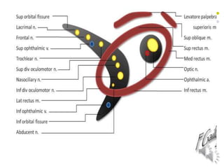 Bony Orbit and extra ocular muscles ppt | PPT