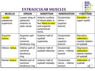 Bony Orbit and extra ocular muscles ppt | PPT