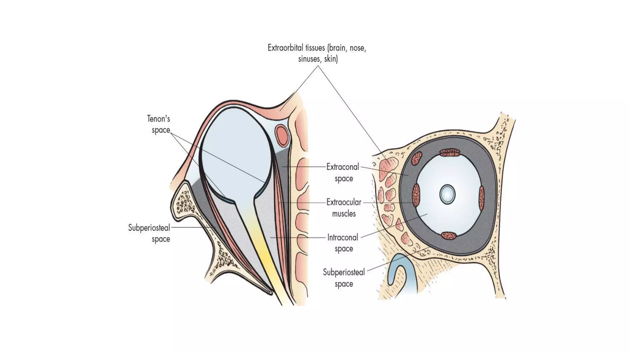 anatomy of orbital spaces, tumours and its importance | PDF
