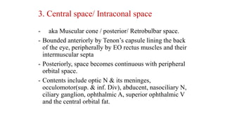 anatomy of orbital spaces, tumours and its importance | PDF