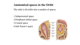 anatomy of orbital spaces, tumours and its importance | PDF