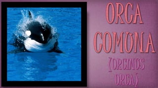 Orca Comuna | PPTX