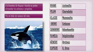 Orca Comuna | PPTX