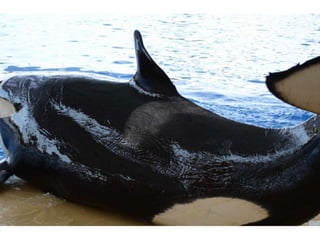 Tekoa--Raked Skin, Loro Parque | PPTX
