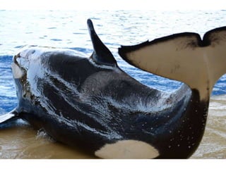 Tekoa--Raked Skin, Loro Parque | PPTX