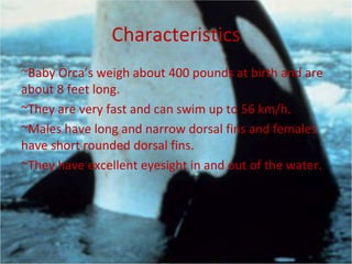 Orca s | PPT