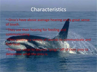 Orca s | PPT