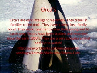 Orca s | PPT