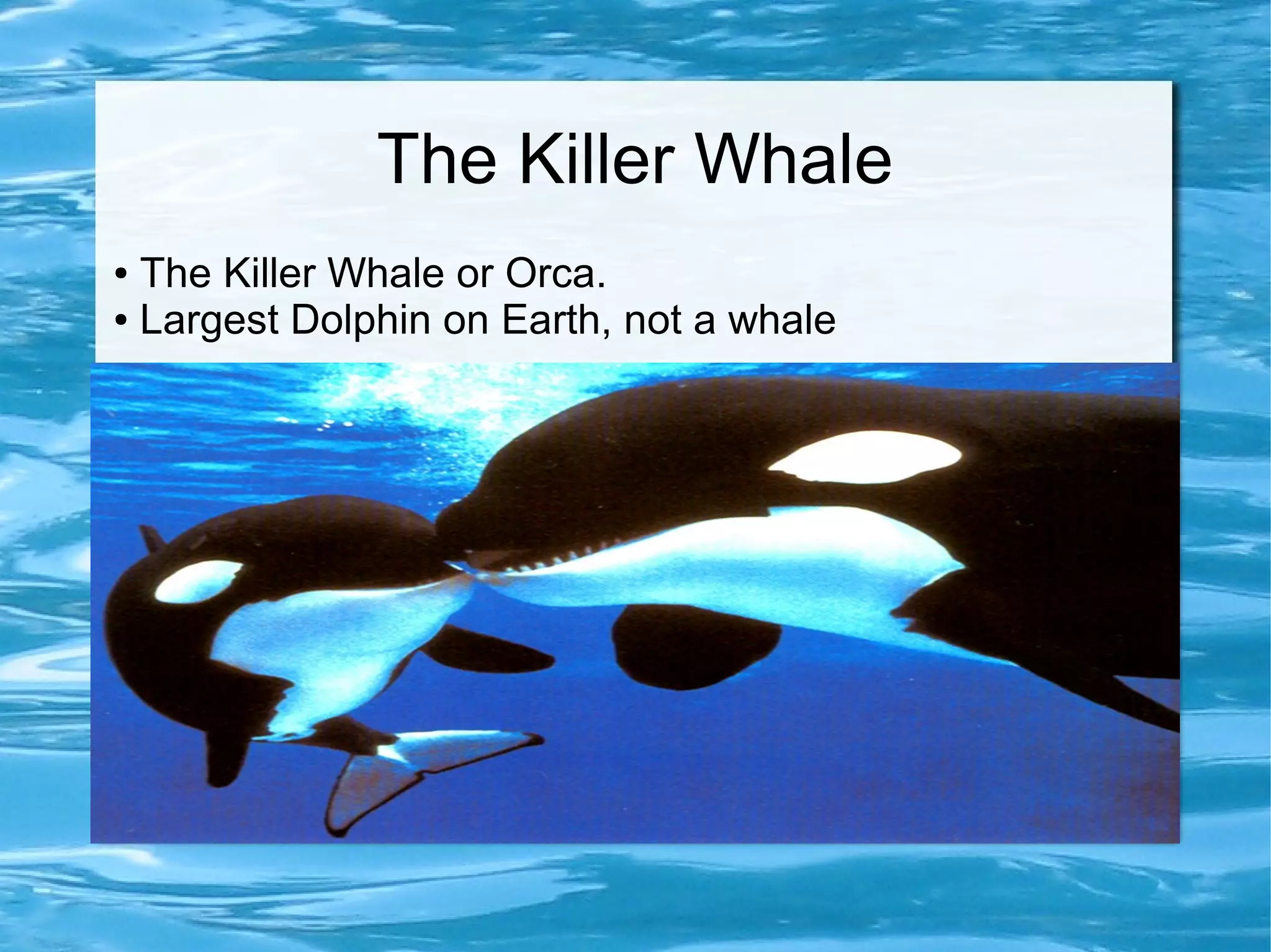 Orcas | ODP