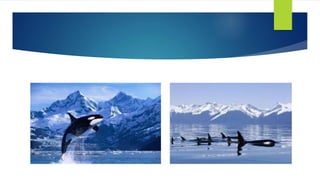 Orcas | PPT