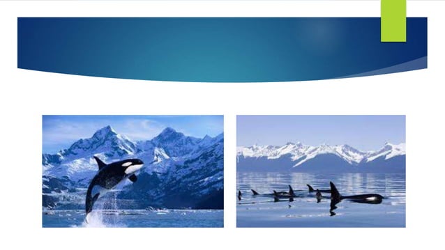 Orcas | PPT