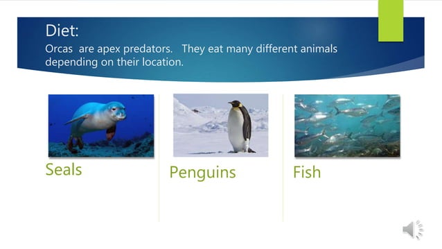 Orcas | PPT