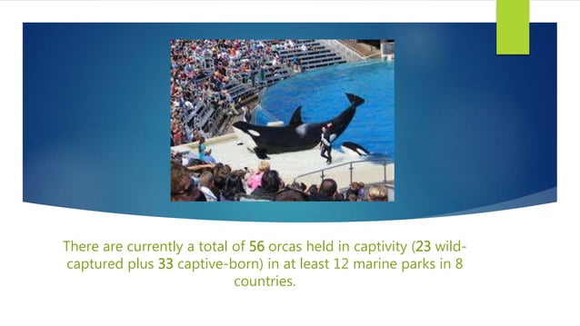 Orcas | PPT