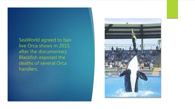 Orcas | PPT