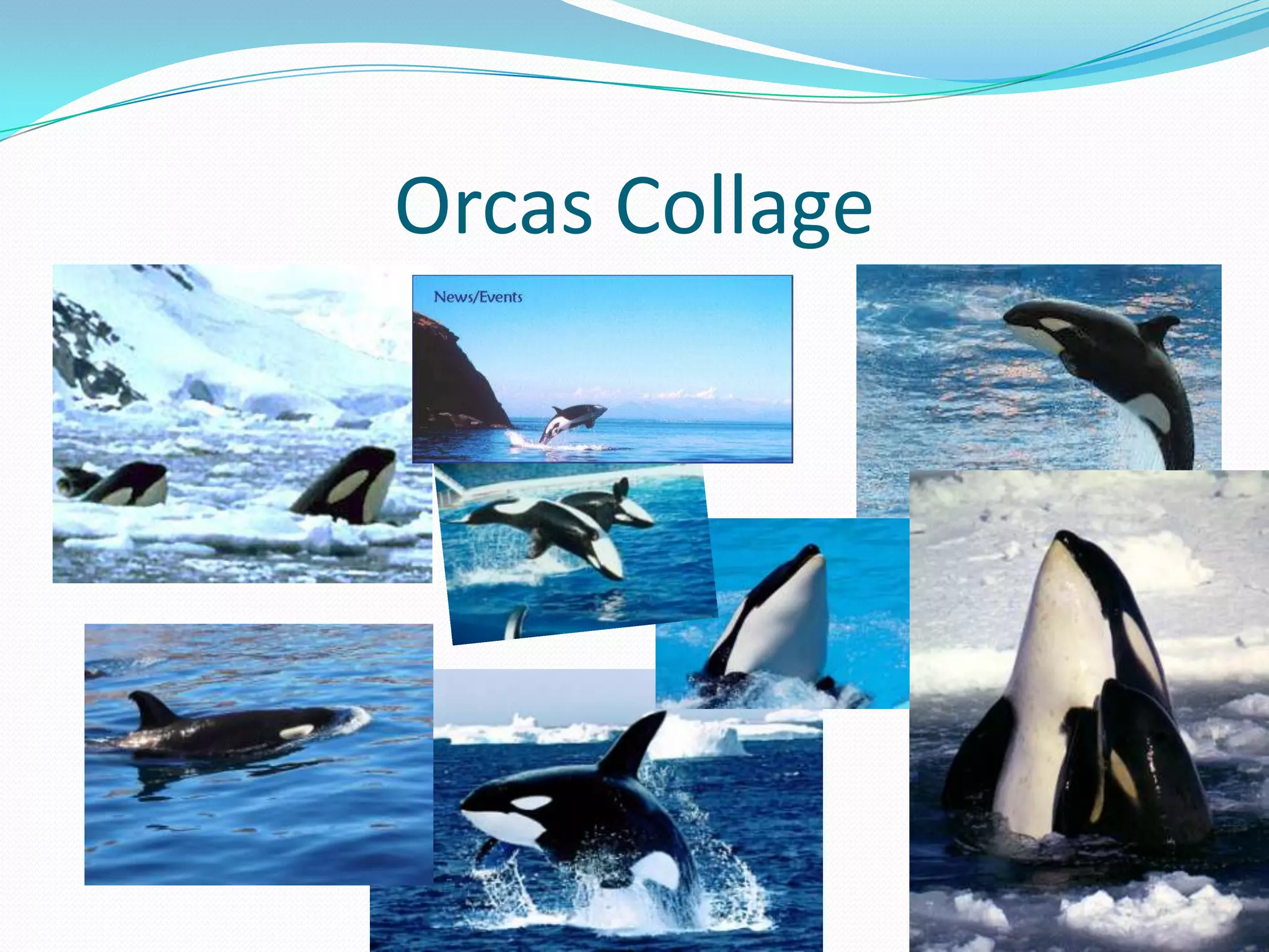 Orcas by Annette E. | PPT
