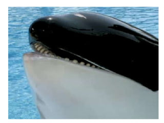 Orca Teeth and Poor Oral Health | PPT