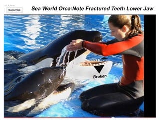 Orca Teeth and Poor Oral Health | PPT