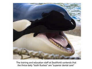 Orca Teeth and Poor Oral Health | PPT