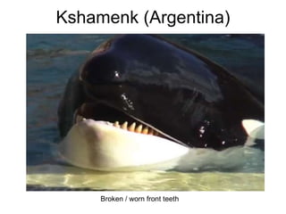 Orca Teeth and Poor Oral Health | PPT