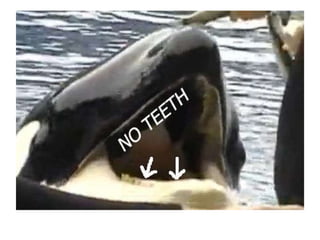 Orca Teeth and Poor Oral Health | PPT