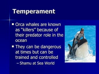 Inquiry project 3 Orca Whales | PPT
