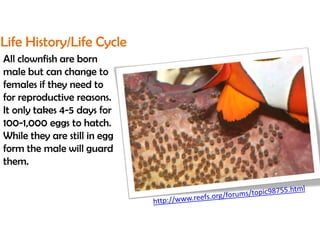 Orcellaris clownfish | PPTX