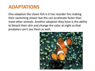 Orcellaris clownfish | PPTX