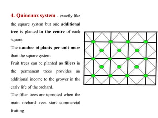 Orchard Establishment.pptx