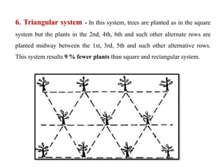 Orchard Establishment.pptx