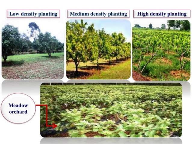 Orchard Establishment.pptx | Agriculture | Industries
