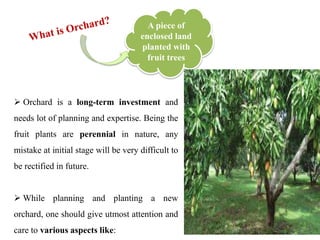 Orchard Establishment.pptx