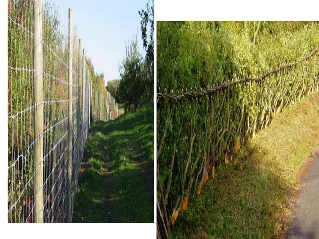 Orchard Establishment.pptx | Agriculture | Industries