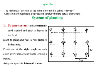 Orchard Establishment.pptx