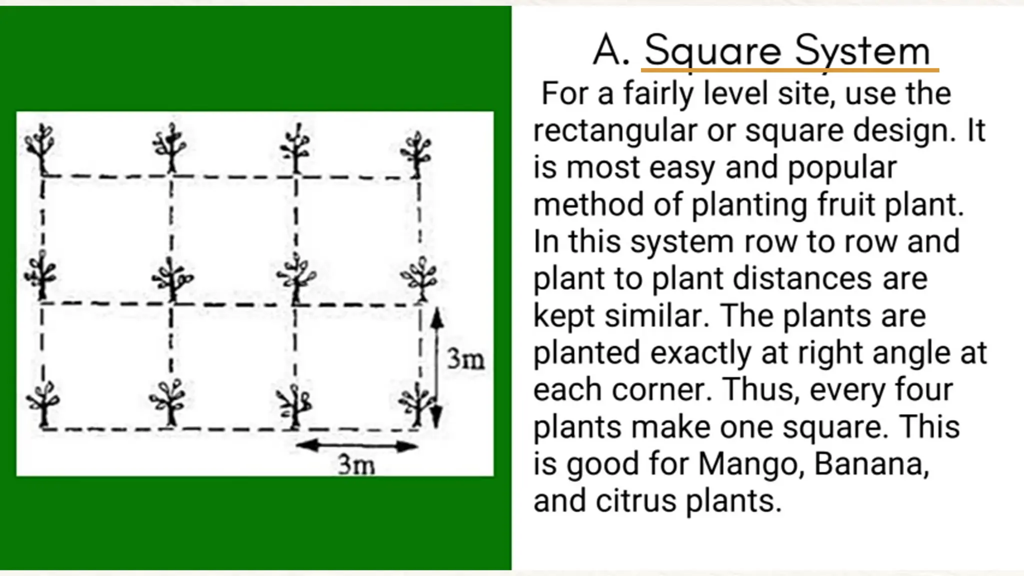 LESSON ABOUT TYPES OF ORCHARD LAYOUT.pptx