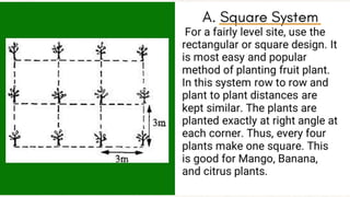 LESSON ABOUT TYPES OF ORCHARD LAYOUT.pptx