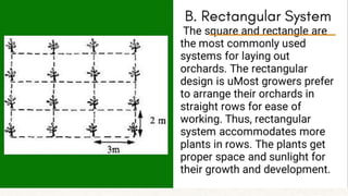 LESSON ABOUT TYPES OF ORCHARD LAYOUT.pptx