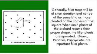LESSON ABOUT TYPES OF ORCHARD LAYOUT.pptx
