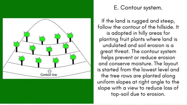 LESSON ABOUT TYPES OF ORCHARD LAYOUT.pptx
