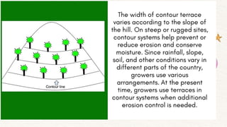 LESSON ABOUT TYPES OF ORCHARD LAYOUT.pptx