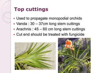 Botany, Propagation methods and Varieties of Orchid in Sri Lanka | PPTX