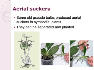 Botany, Propagation methods and Varieties of Orchid in Sri Lanka | PPTX