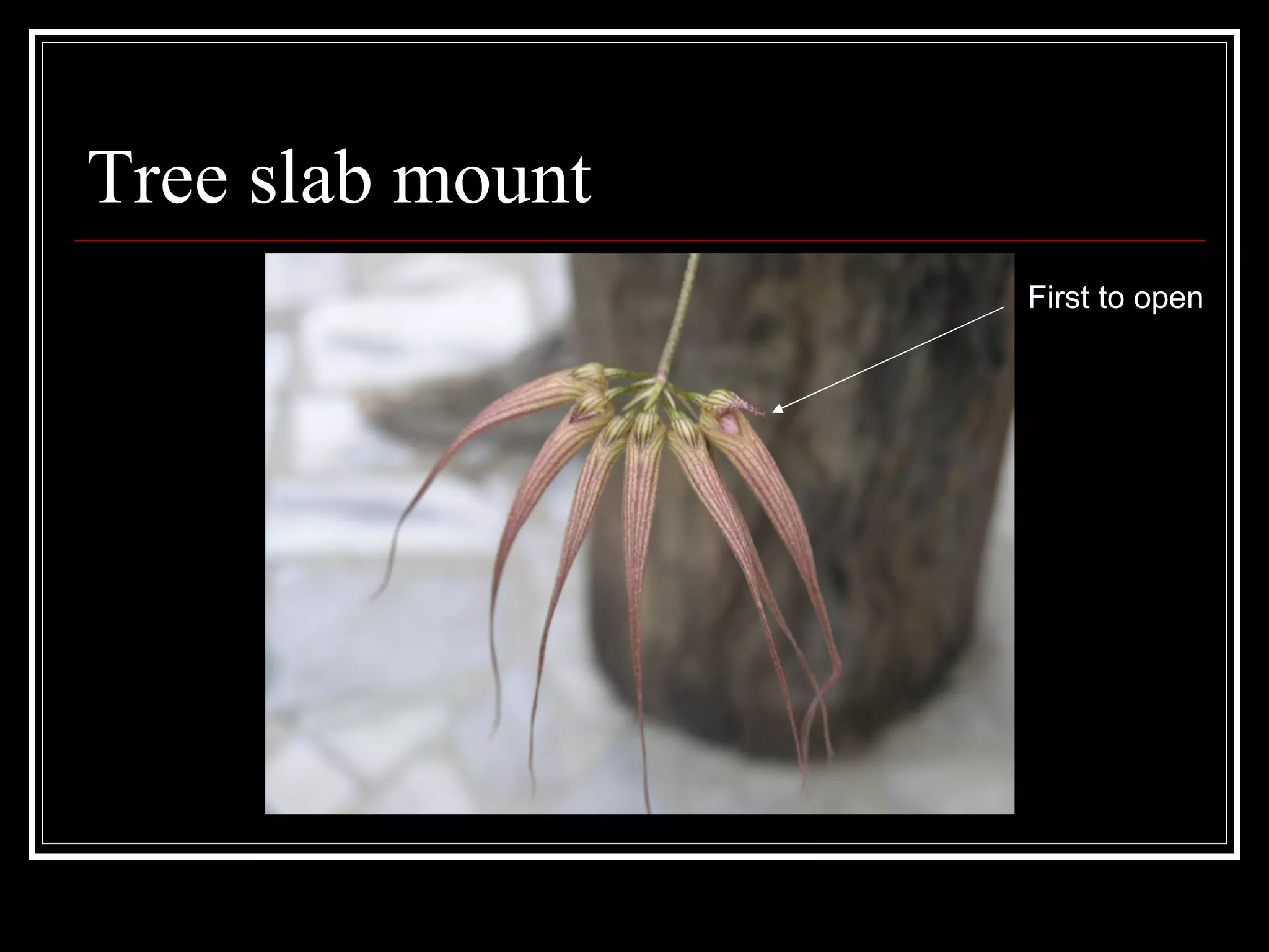 orchid mounted on tree slab | PPT