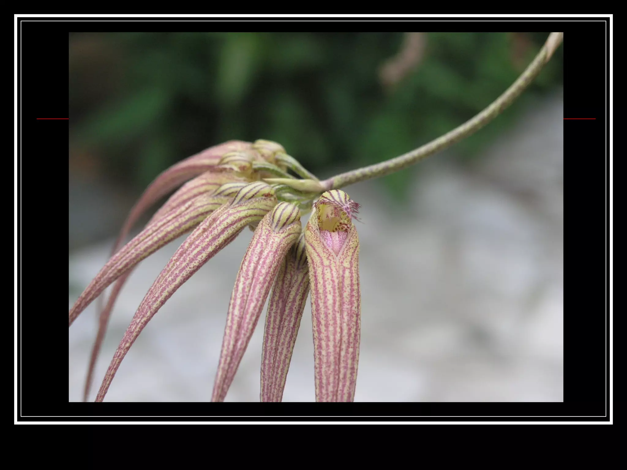 orchid mounted on tree slab | PPT
