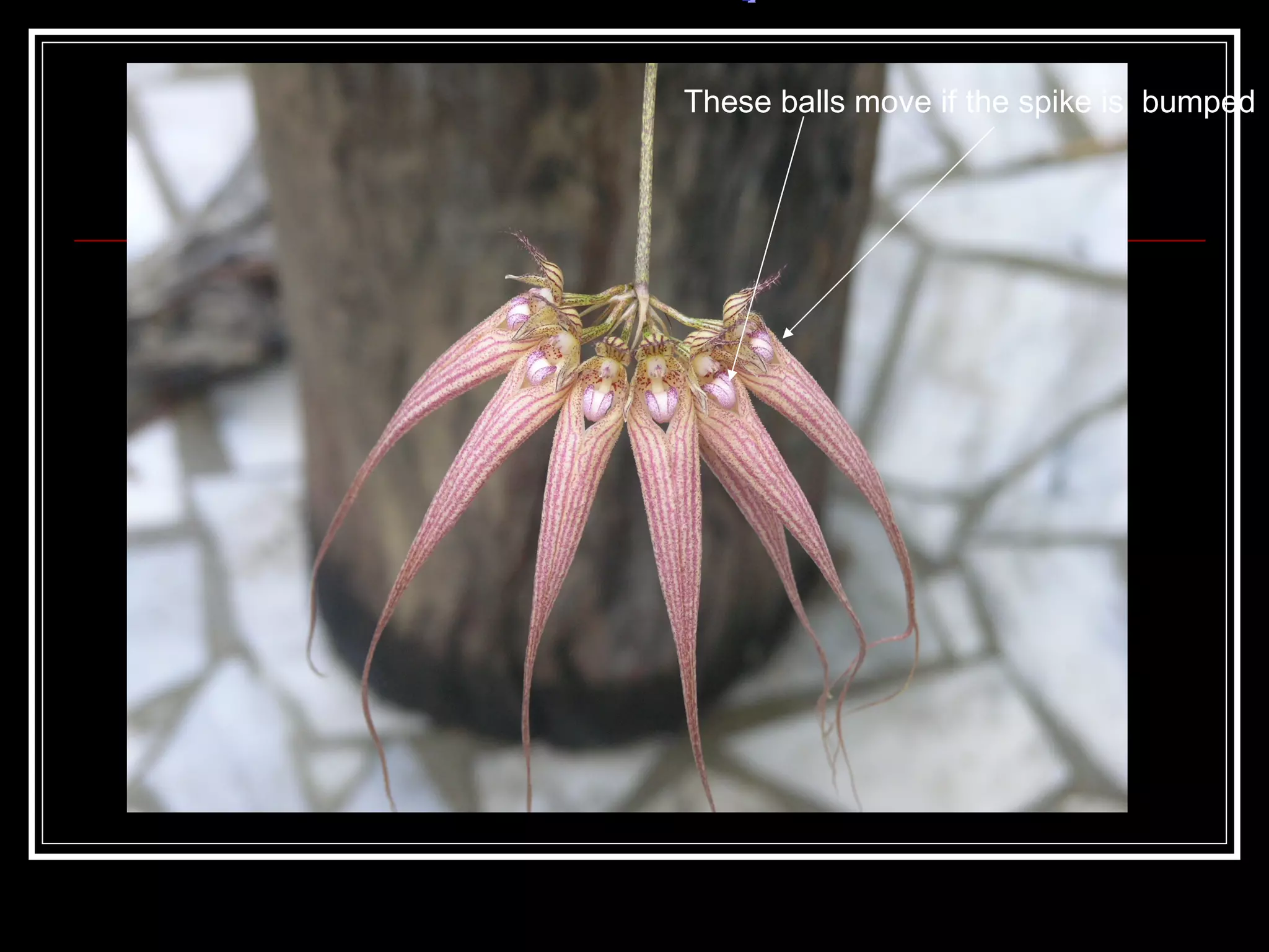 orchid mounted on tree slab | PPT